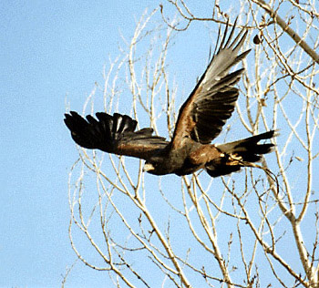 HawkQuest - HawkQuest Statistics