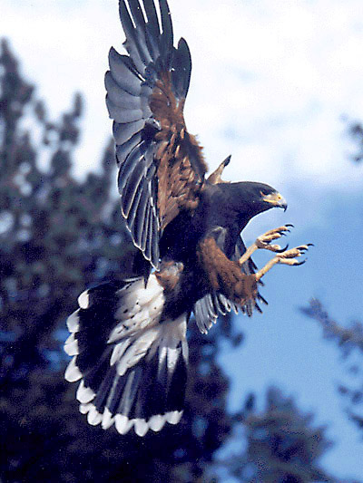 HawkQuest - HawkQuest Statistics