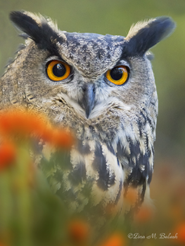 HawkQuest - HawkQuest Statistics