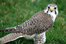 HawkQuest - Learning Center: Raptors of HawkQuest
